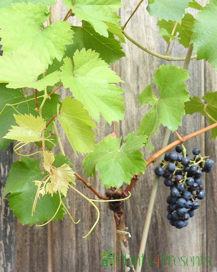 Send a Regent as a plant gift - Quality Plants, Fast UK Delivery