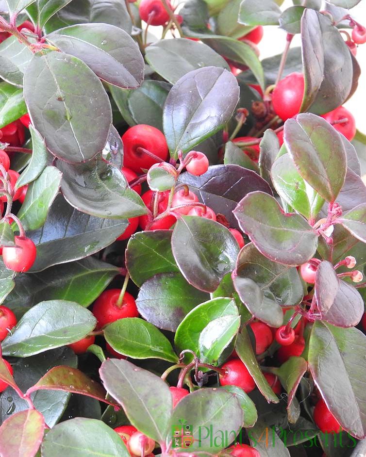 Partridge Berry Plants | Gifts for winter gardens or Christmas