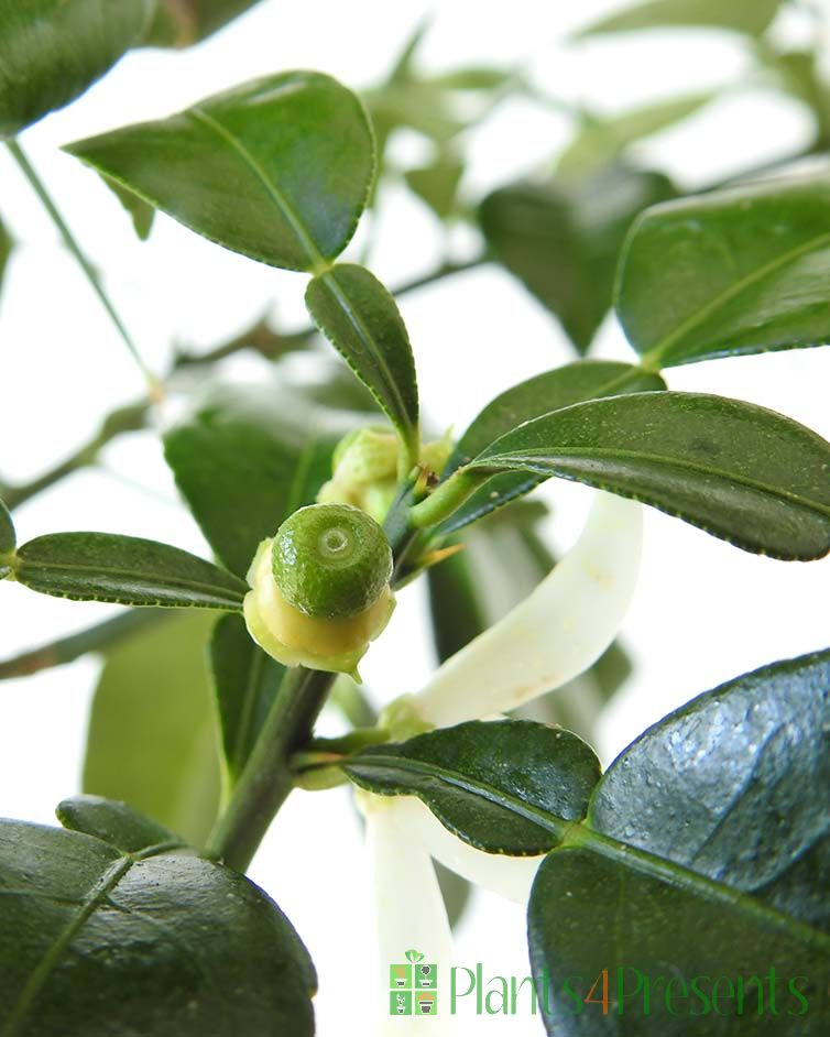 Send a Yuzu tree as a plant gift - Quality Plants, Fast UK Delivery
