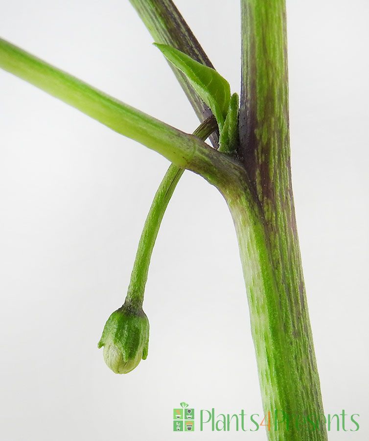 Chenzo Chilli Plants | UK grown plants delivered as gifts | Plants4Presents