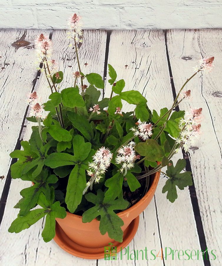 Tiarella Plant Gifts | Fast UK delivery | Beautiful shade loving plants