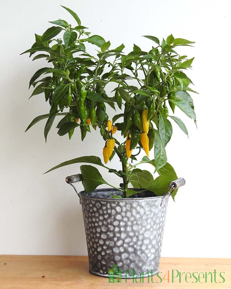 Hot Yellow Chilli plant with next day delivery
