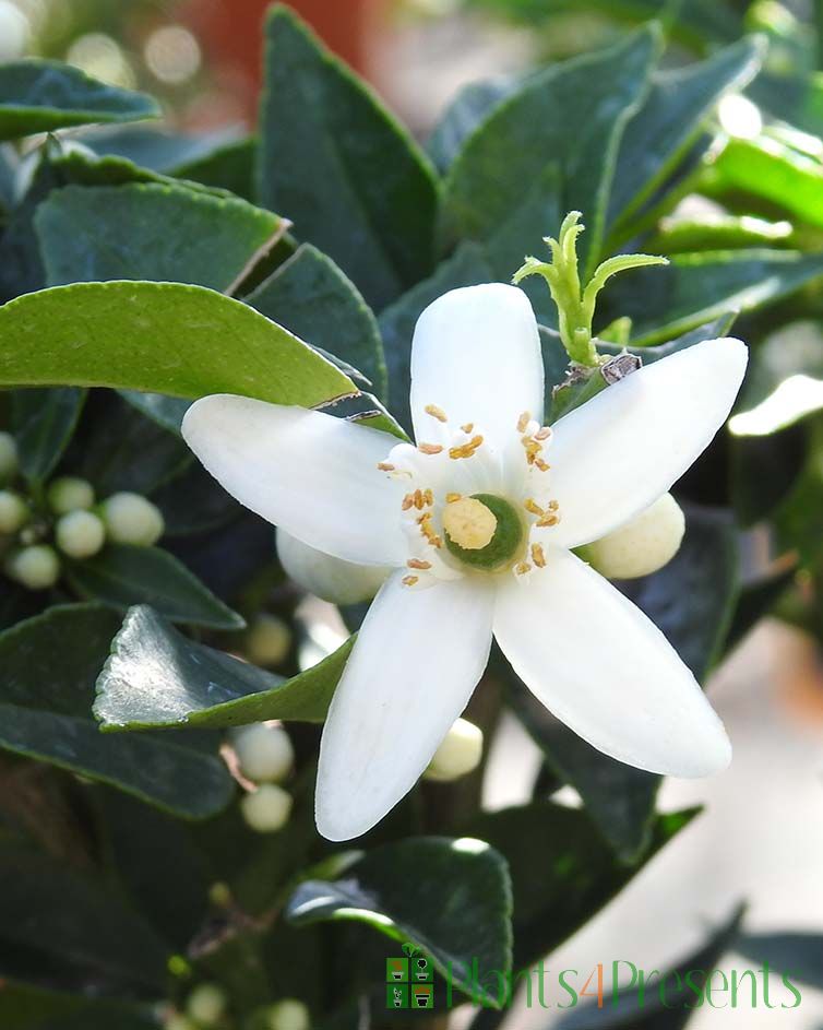 Chinotto Trees | Unusual citrus trees with next day delivery