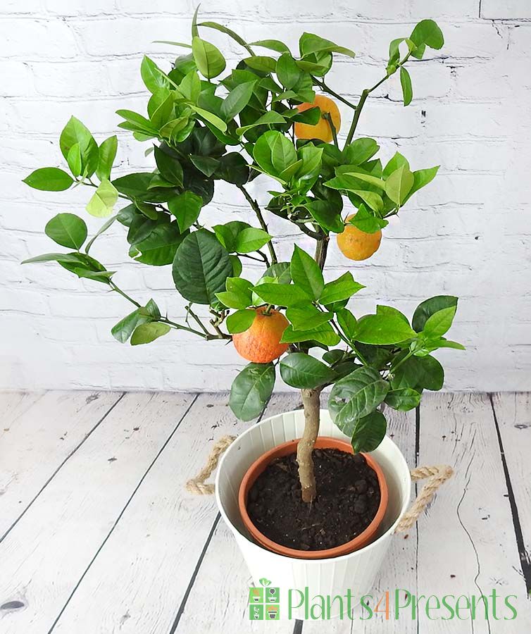 Unusual Arcobal Orange Tree - Great Gifts for collector these blood ...