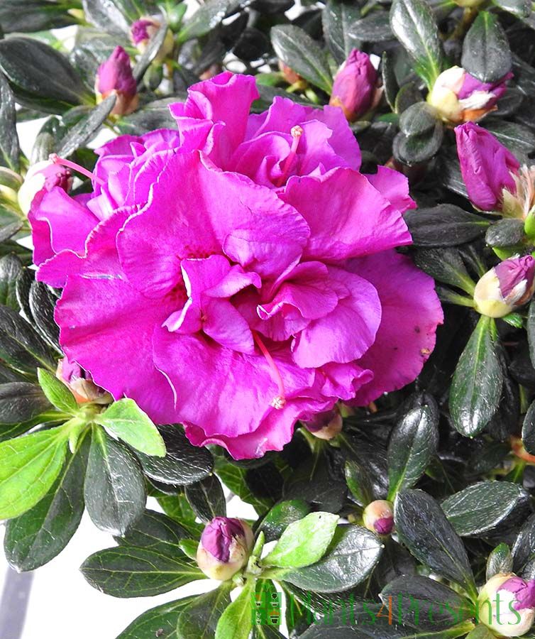 Purple Azalea plants delivered as gifts