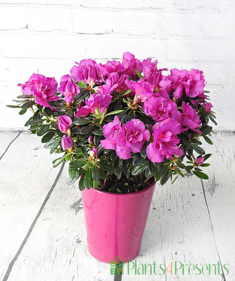 Purple Azalea plants delivered as gifts