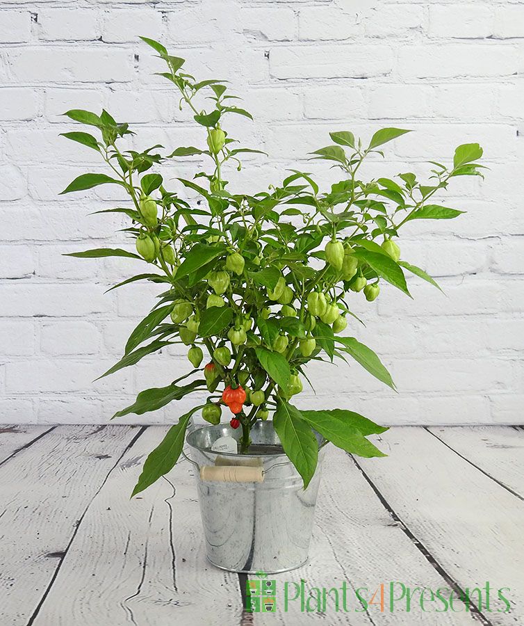 Scotch Bonnet Chilli Plant | Grow your own fiery chillies | Plants4Presents