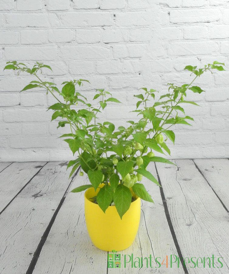 Scotch Bonnet Chilli Plant | Grow your own fiery chillies | Plants4Presents
