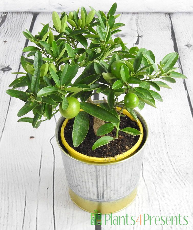 Mini Lemon Lara | Send fruity miniature lemon trees as gifts