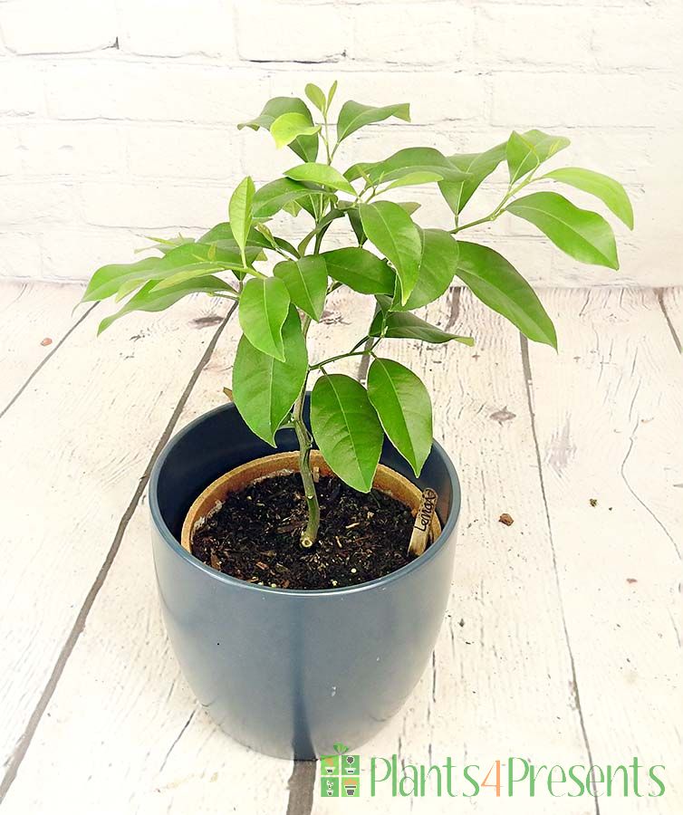 Baby Lemon Trees delivered as windowsill plant gifts by Plants4Presents