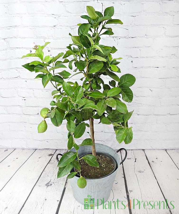 Lemon Trees - Fruiting Lemon Tree | Plants4Presents