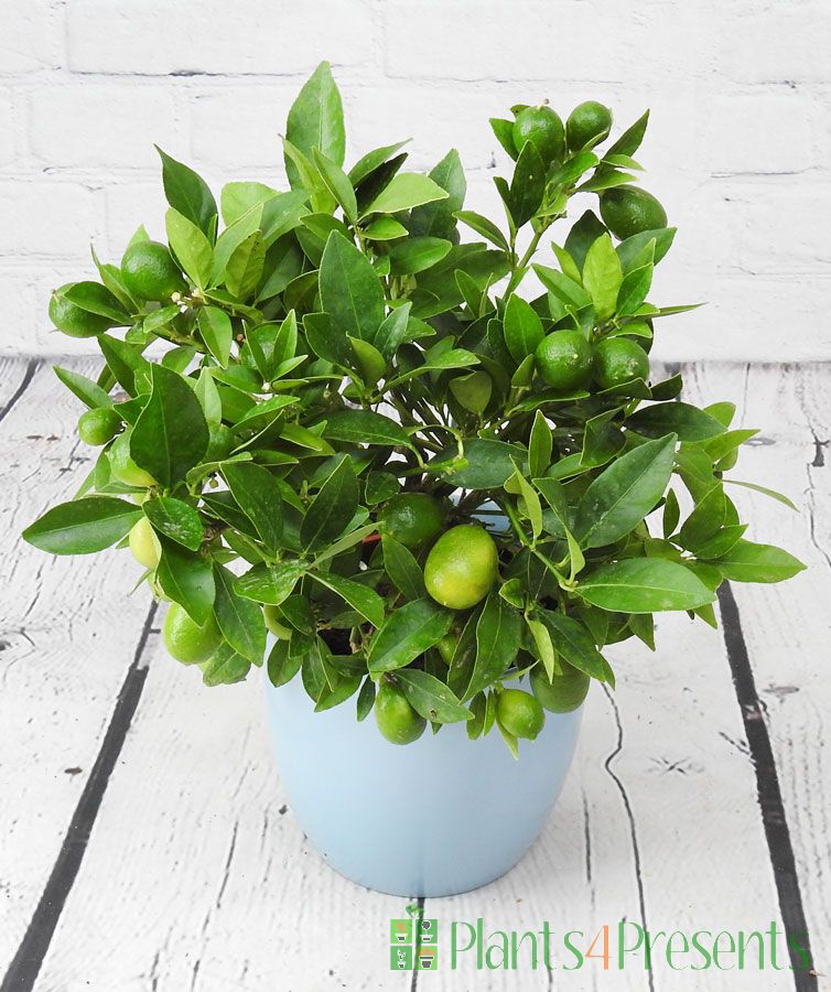 Mini Lemon Lara | Send fruity miniature lemon trees as gifts