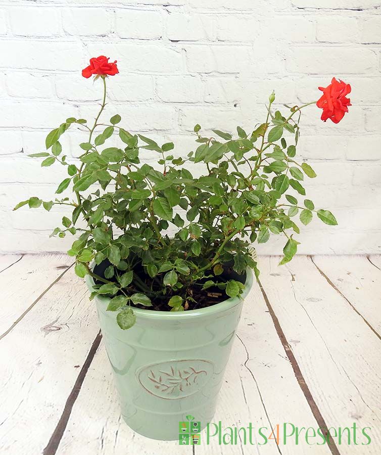 Potted Patio Rose Plant | Next Day Delivery Available | Plants4Presents