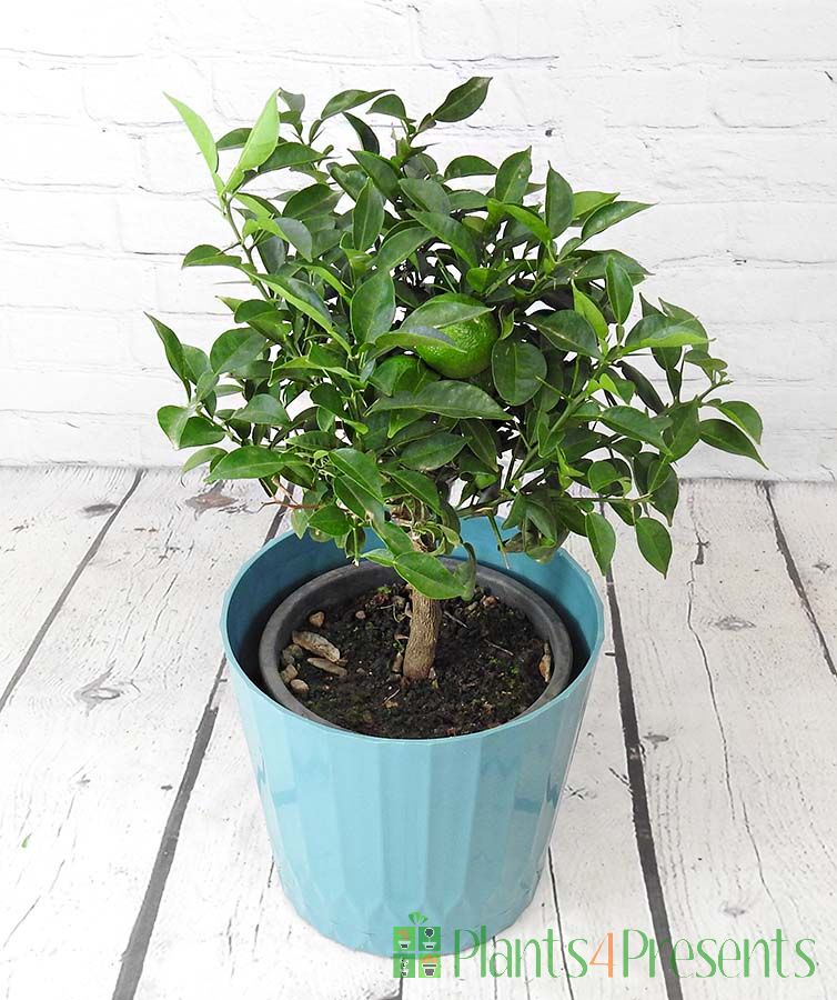 Send a Yuzu tree as a plant gift - Quality Plants, Fast UK Delivery