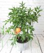 Clementine Trees | Send large citrus trees as unusual plant gifts