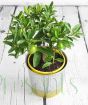 Mini Lemon Lara | Send fruity miniature lemon trees as gifts