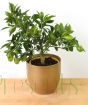 Mini Lemon Lara | Send fruity miniature lemon trees as gifts