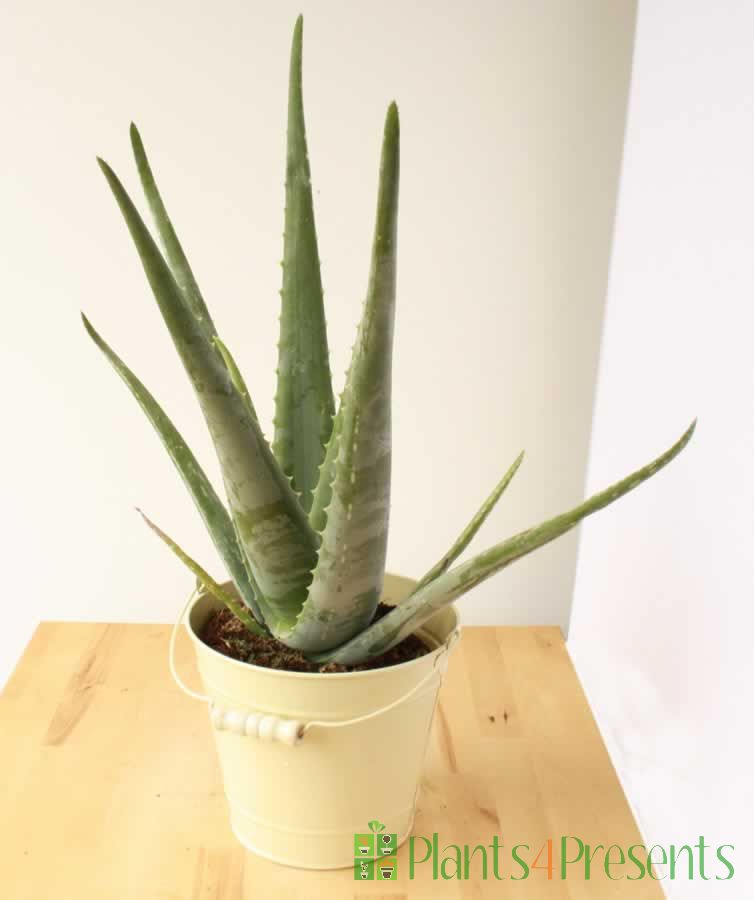 Large Aloe Vera plants available for UK delivery