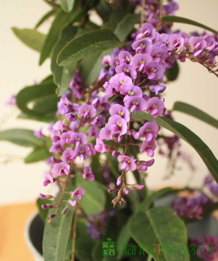 Australian Lilac