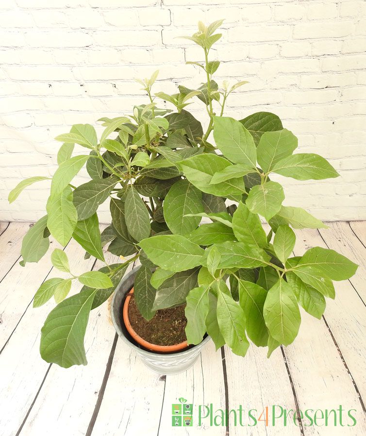 Avocado Pear Tree | Grow your own Avocados | Plants4Presents