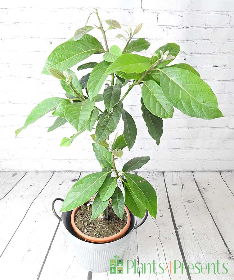 Avocado Pear Tree | Grow your own Avocados | Plants4Presents