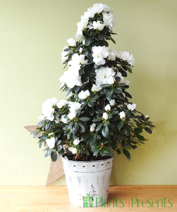 Azalea Pyramid | Christmas Plants | Plants4Presents