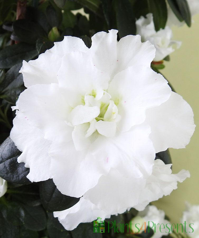 Azalea Pyramid | Christmas Plants | Plants4Presents