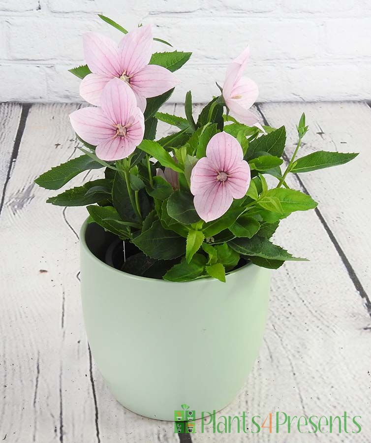 Balloon Flower plants: send cute pots of long-lasting blooms as a gift
