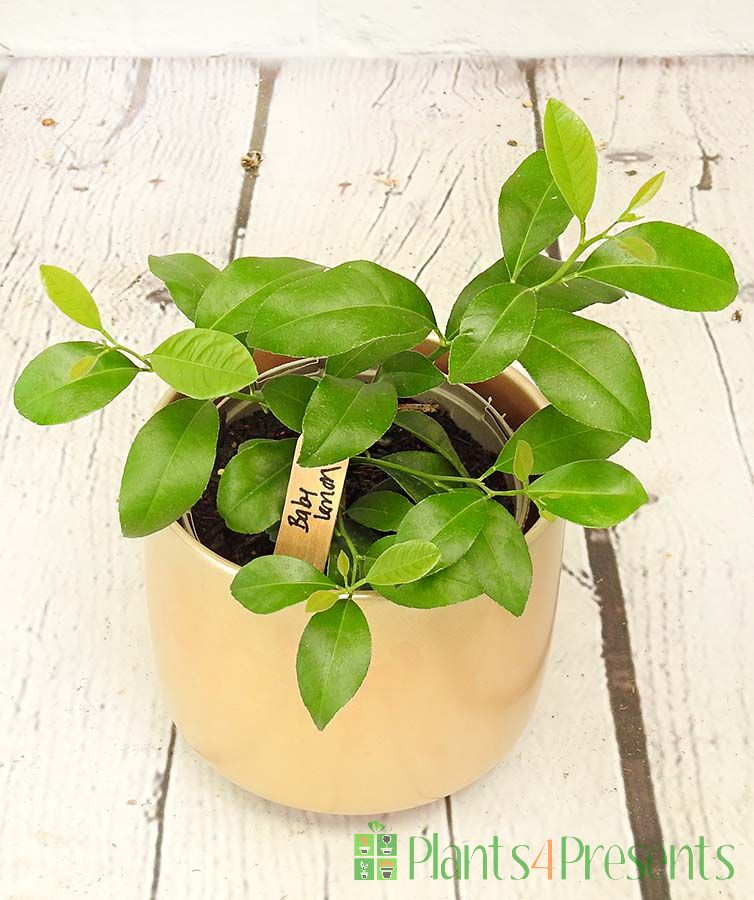 Baby Lemon Trees delivered as windowsill plant gifts by Plants4Presents