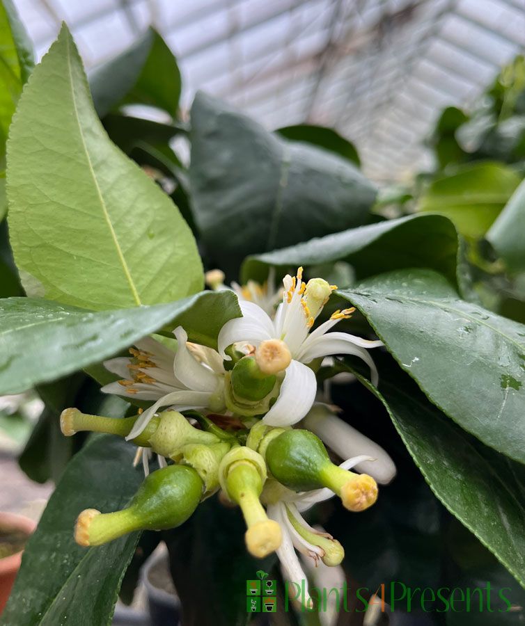 Bergamot Tree | Next Day Delivery Available | Plants4Presents