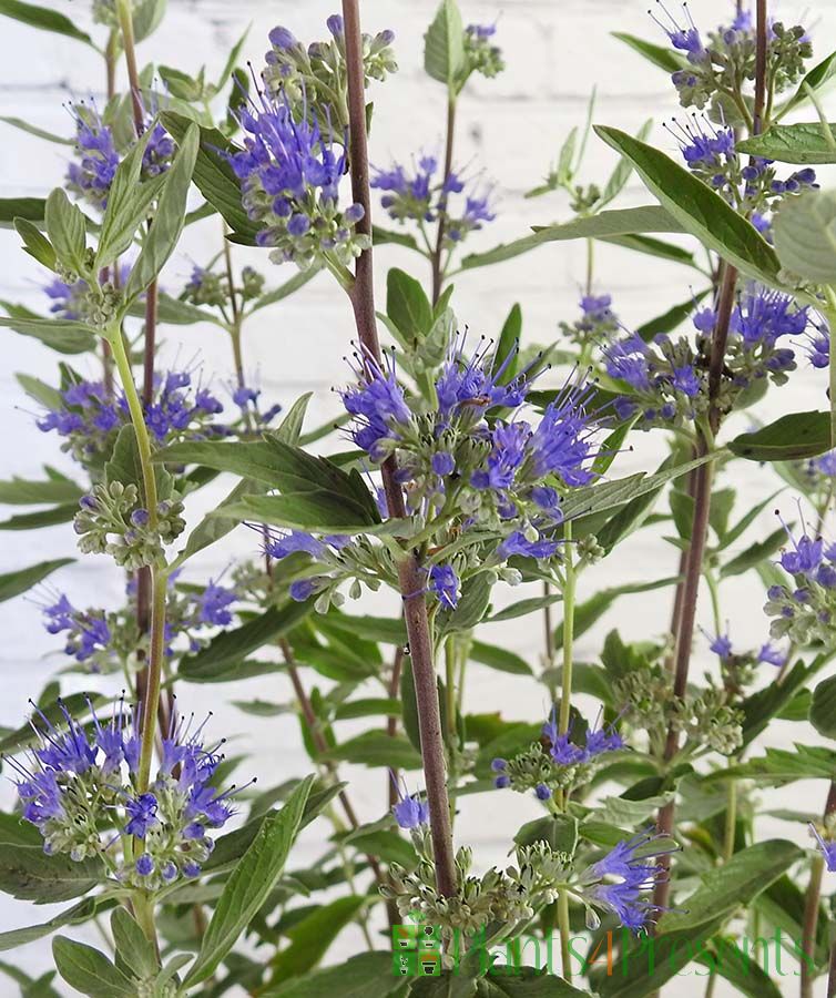 Bluebeard | Long flowering garden shrub | Order by 3pm for next day ...