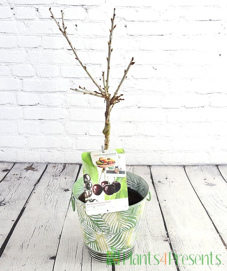 Patio Cherry Tree Plants | Next Day Delivery | Plants4Presents