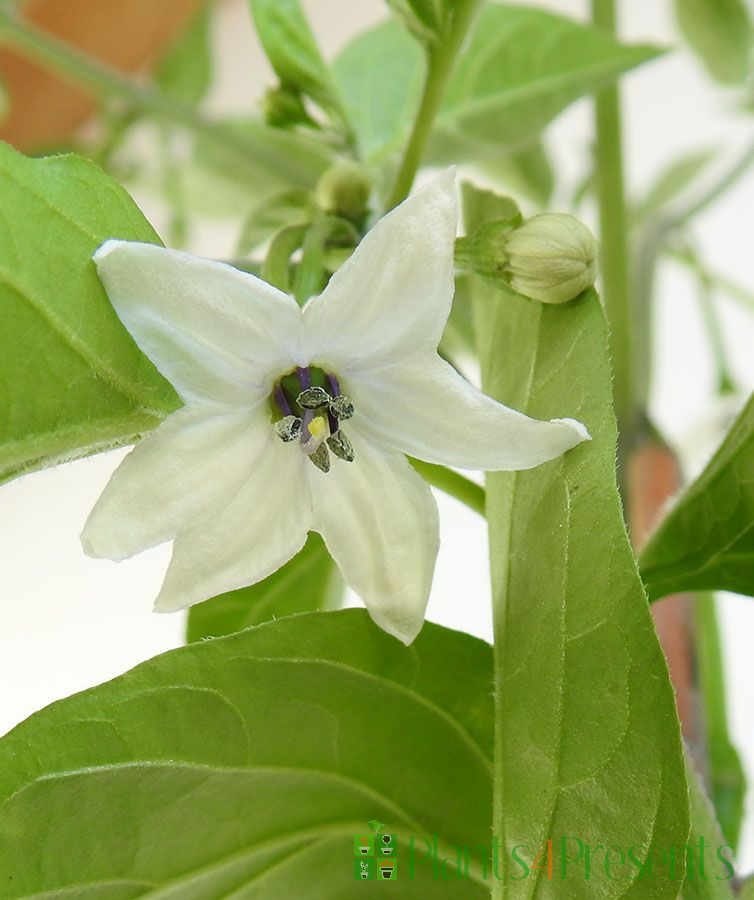 Cheyenne Chilli Plants | Ideal Plant Gift for Cooks | Plants4Presents