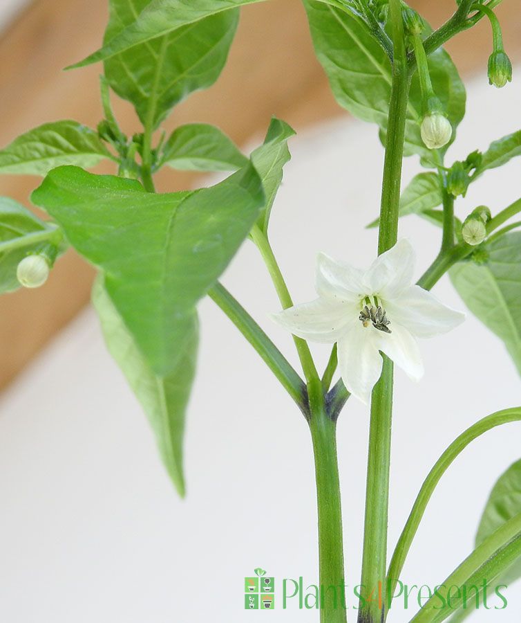 Curry chilli plants for Asian cookery with fast UK delivery