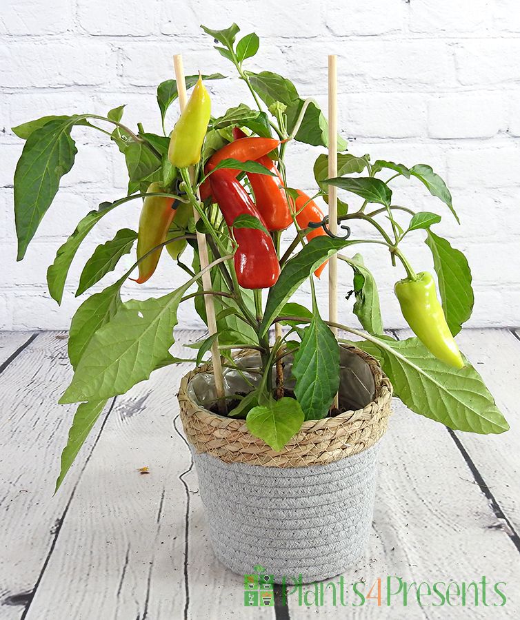 Mild Chilli Plants | Great gifts for cooks and chilli lovers