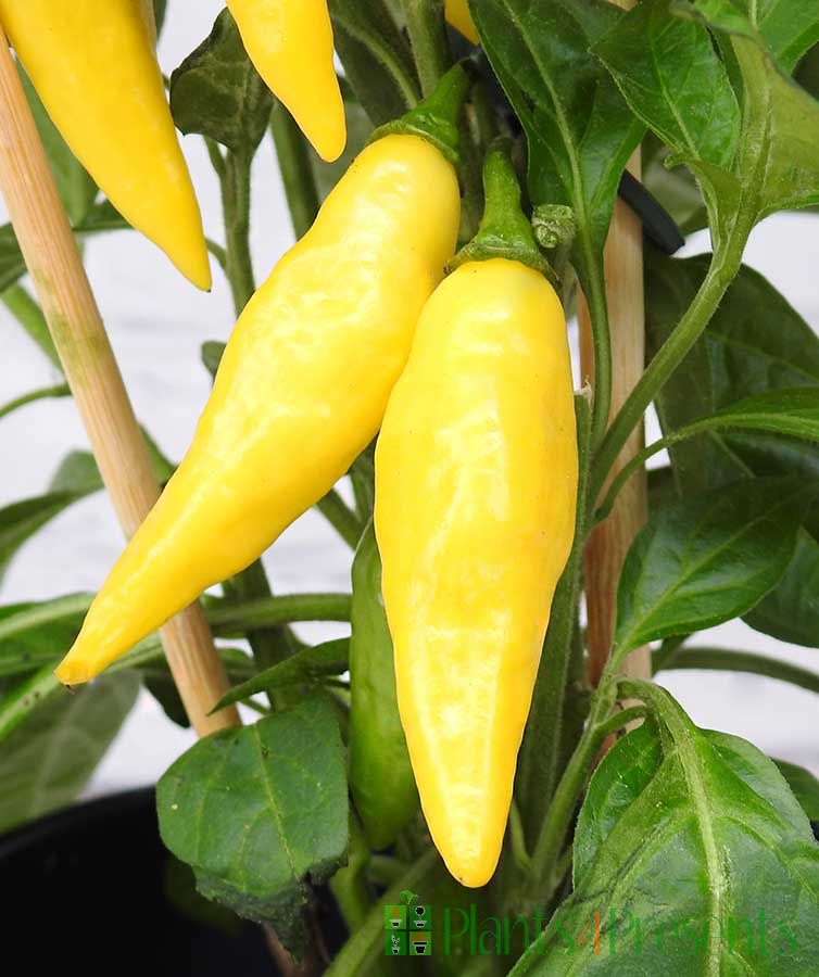 Hot Yellow Chilli plant with next day delivery