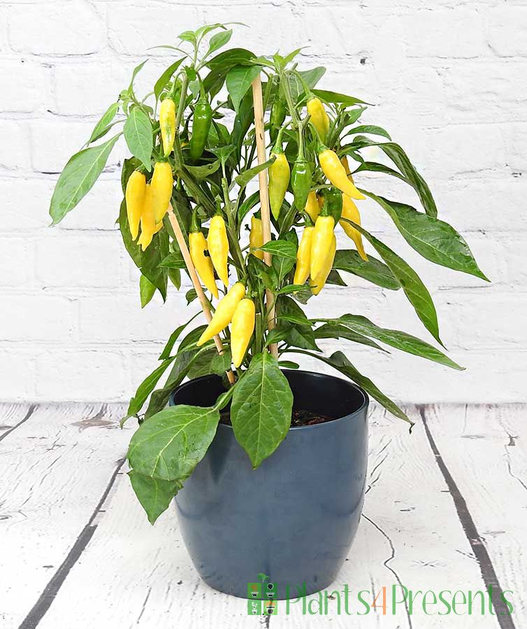 Hot Yellow Chilli plant with next day delivery