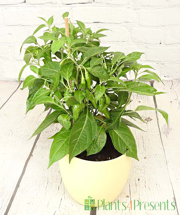 Hot Yellow Chilli plant with next day delivery