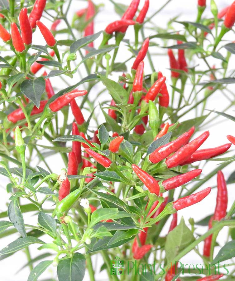Thai Demon Chilli Plant | Grow your own chillies for Thai cookery