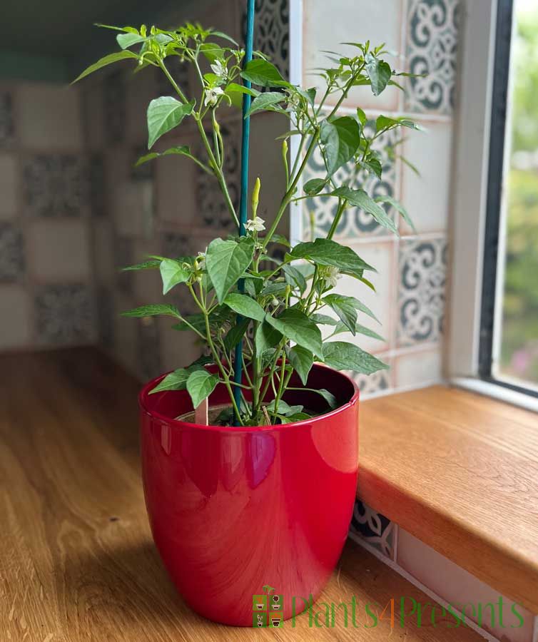 Chilli Plant Gift Set | Gifts for chilli lovers and gardeners