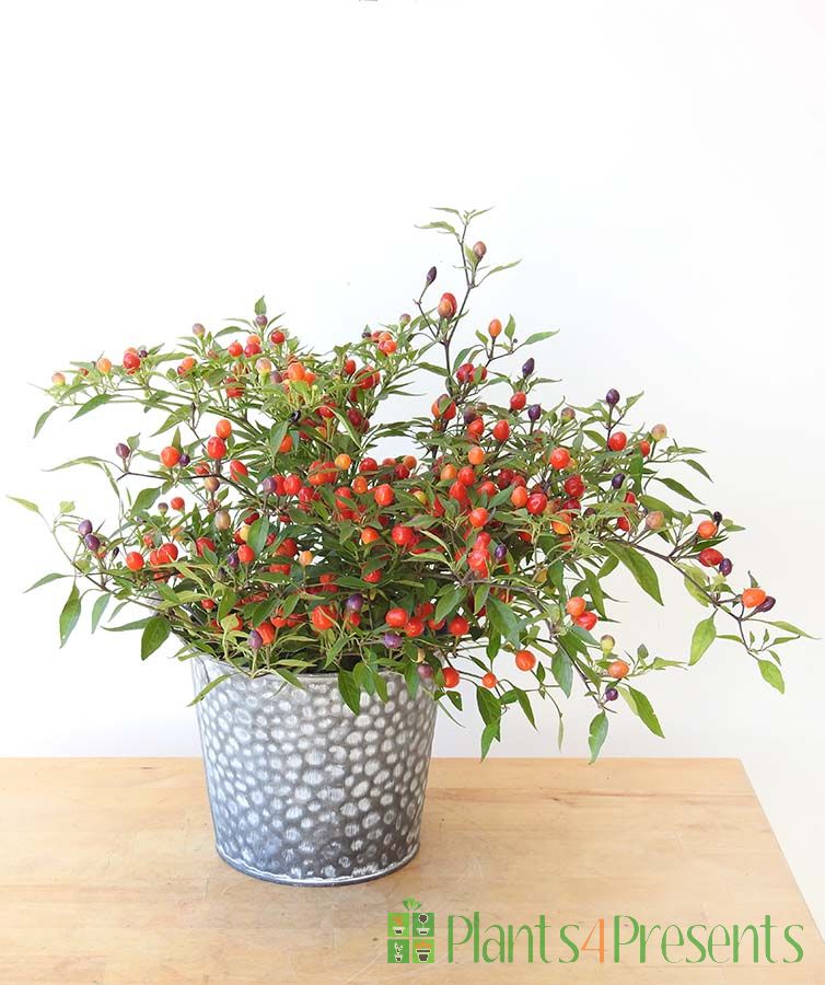 Christmas tree Chilli Plant