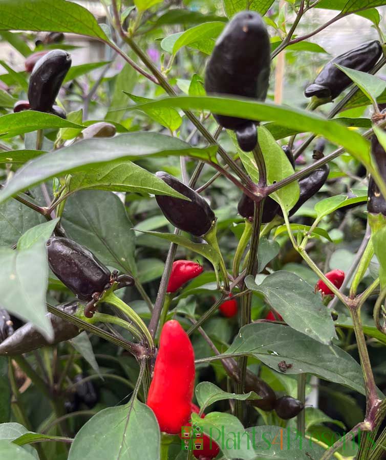 Pot Black Chilli | Unusual Black-Purple Chilli variety | 50cm tall in a ...