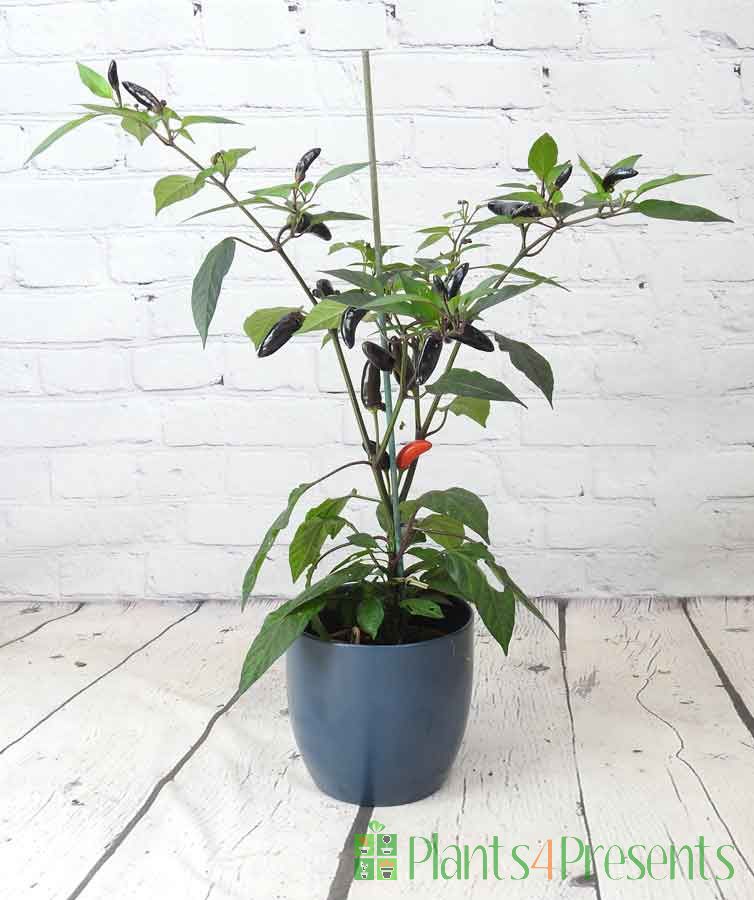 Pot Black Chilli | Unusual Black-Purple Chilli variety | 50cm tall in a ...
