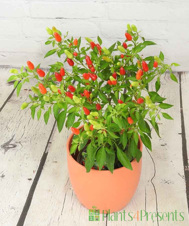 Prairie Fire Chilli Plant Gifts - delivered gift wrapped and boxed on ...