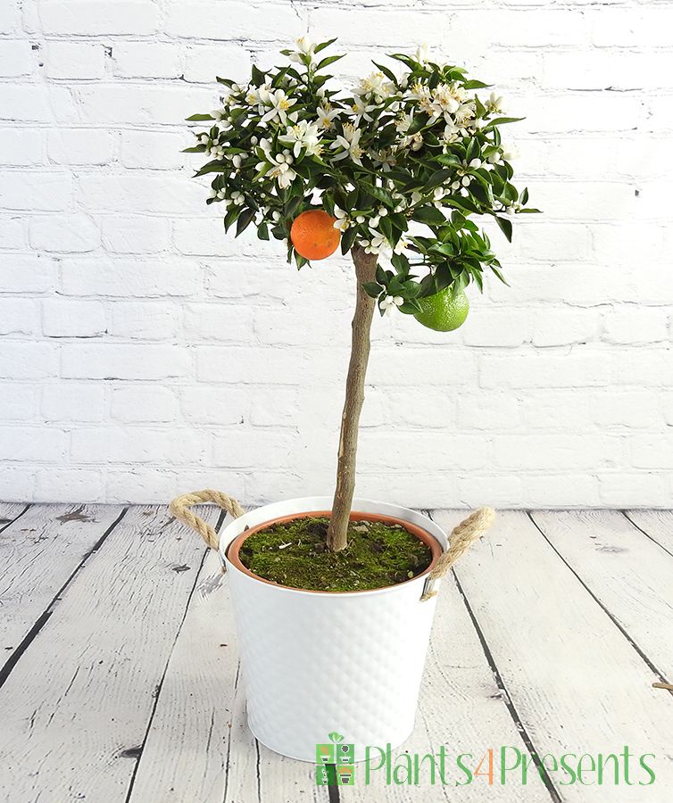 Chinotto Trees | Unusual citrus trees with next day delivery