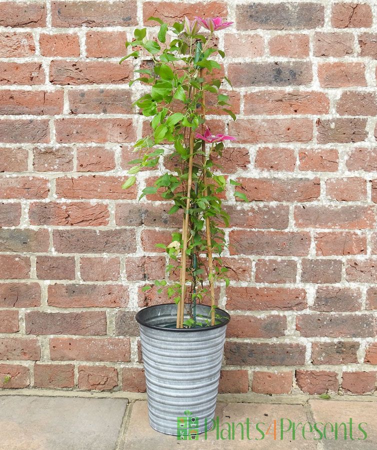 Ruby Wedding Clematis | Send beautiful garden plant gifts