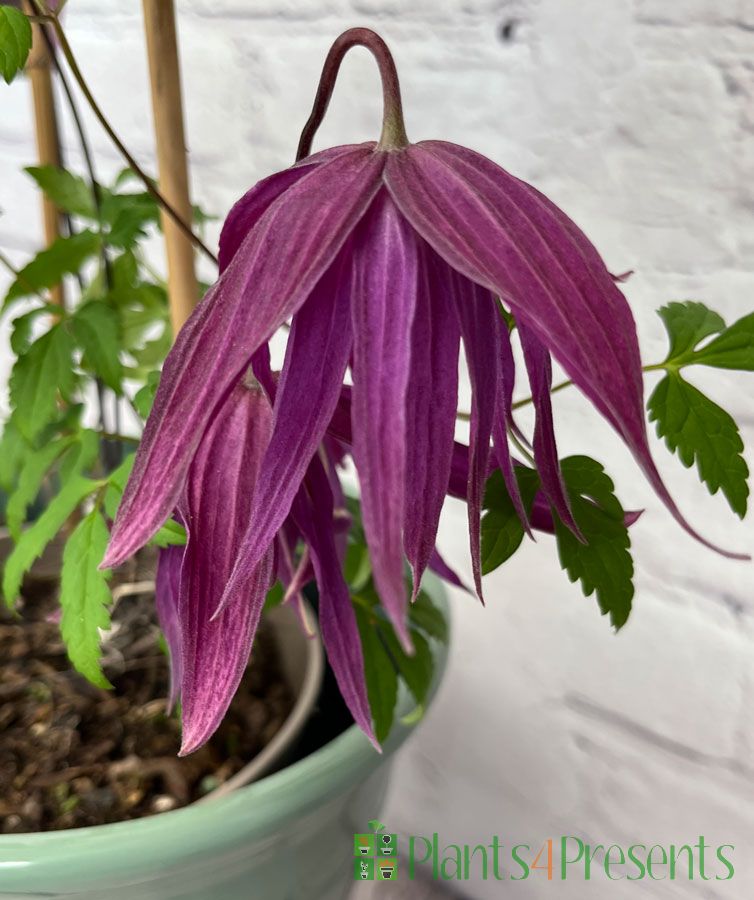 Fragrant Clematis Plant | Next Day delivery Available | Plants4Presents