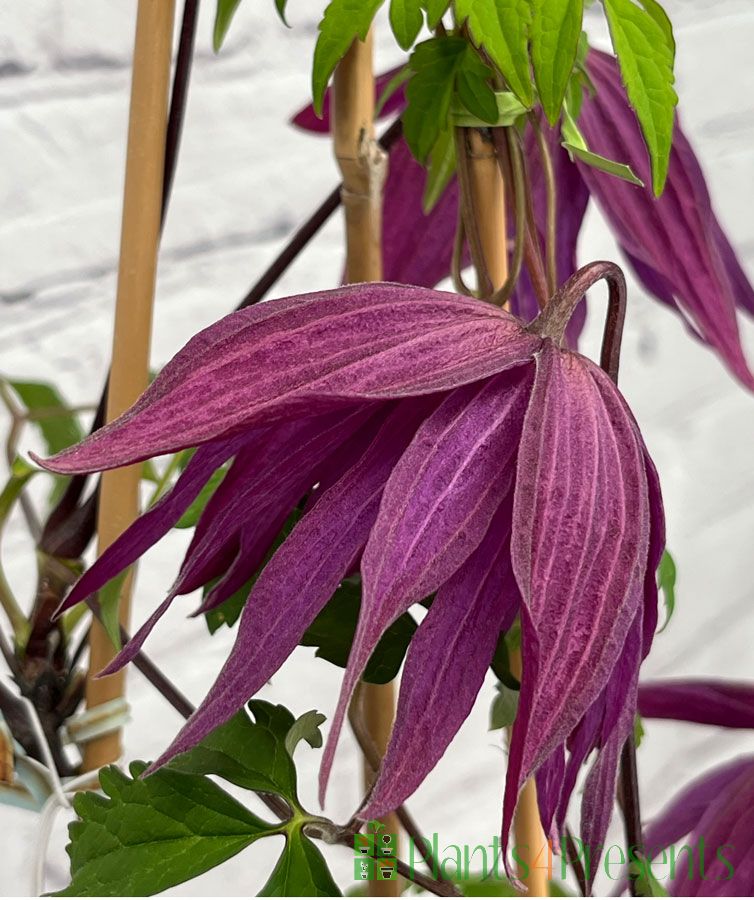 Fragrant Clematis Plant | Next Day delivery Available | Plants4Presents