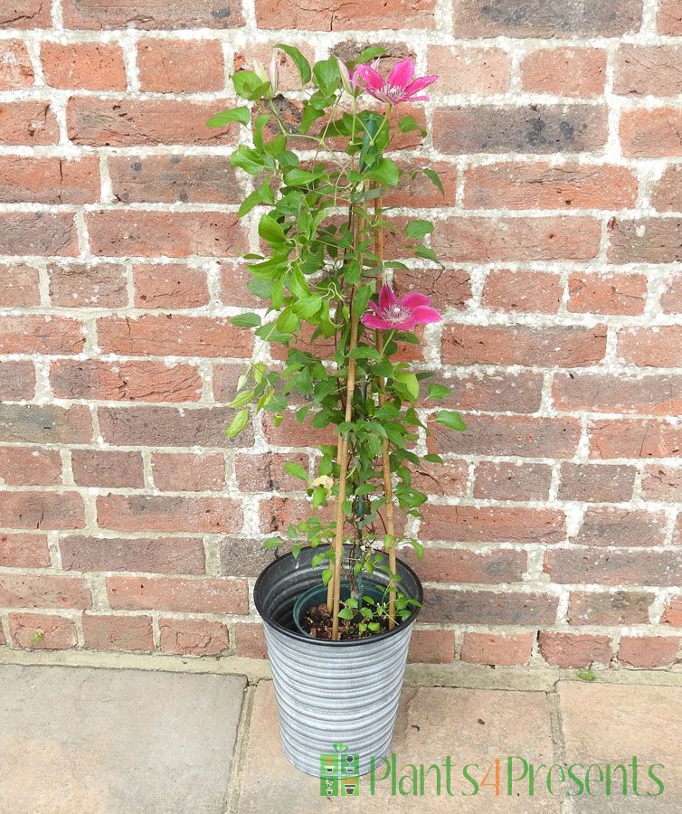 Ruby Wedding Clematis | Send beautiful garden plant gifts