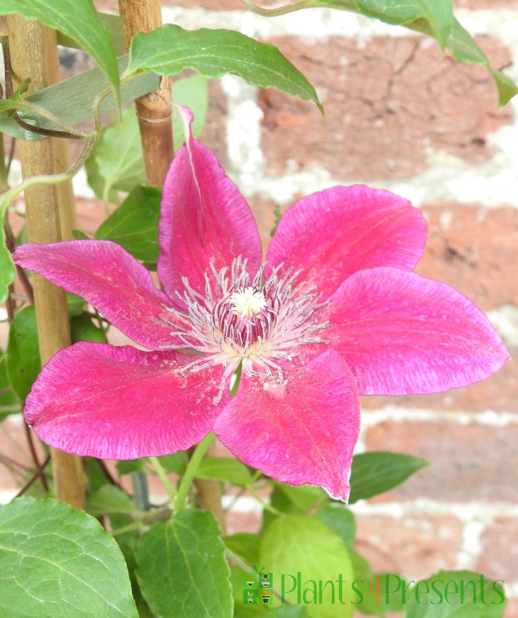 Ruby Wedding Clematis | Send beautiful garden plant gifts